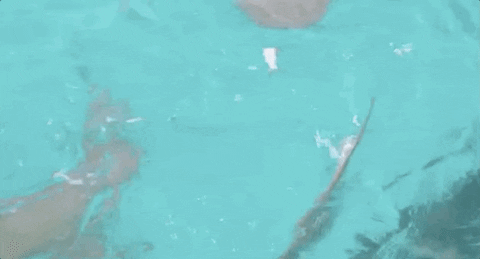 Chomp Yes GIF by Shark Week - Find & Share on GIPHY