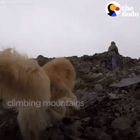 Climb-mountain GIFs - Get the best GIF on GIPHY