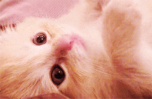 Clapping Cat GIFs - Find & Share on GIPHY