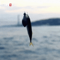 Fish Animated Gif