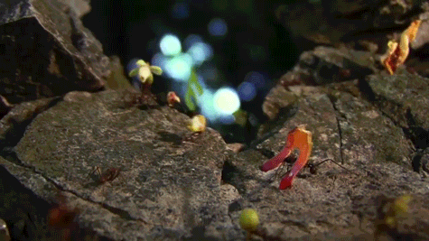 leafcutter ants | Tag | PrimoGIF
