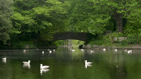 Duck Pond GIFs - Get the best GIF on GIPHY
