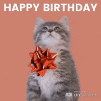 Funny Birthday Gif Cat