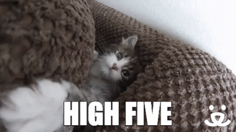 Kitty High Five Gif