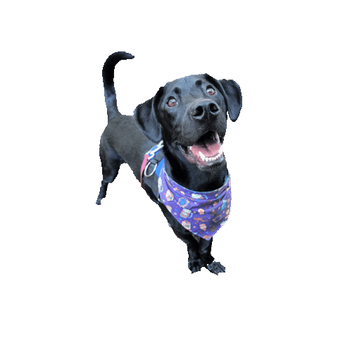 Black Dog Sticker by Geekster Pets for iOS & Android | GIPHY