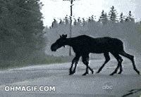 Best elk GIFs - Primo GIF - Latest Animated GIFs