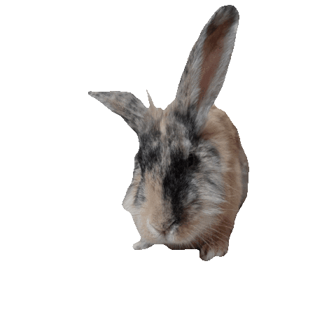 Bunny Jump Fail Gif