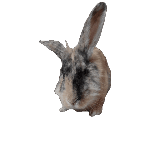 Jump Rabbit Sticker for iOS & Android | GIPHY