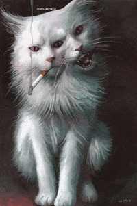 Cat Smoking Weed Gif