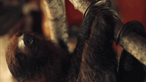 Happy International Sloth Day from Frank! by MASTERPIECE | PBS | GIPHY