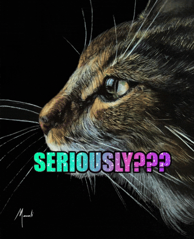 Cat Table Meme GIFs - Find & Share on GIPHY