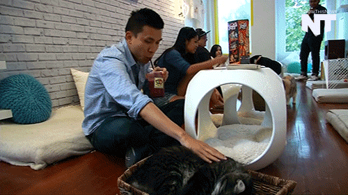 Crumbs And Whiskers GIFs - Get the best GIF on GIPHY