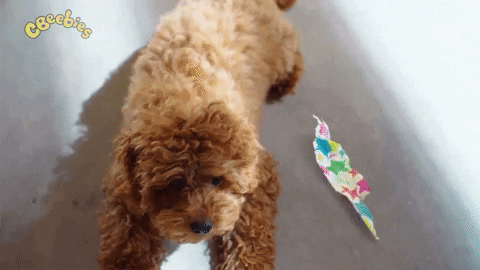 Miniature Poodle Pup GIFs - Get the best GIF on GIPHY