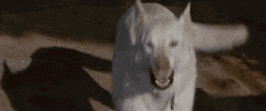 Angry Dog GIFs - Find & Share on GIPHY