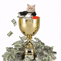 Cat Win Gif