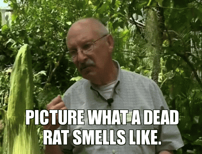 Dead-rat GIFs - Get the best GIF on GIPHY