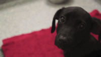 Puppy Dog Eyes Gif
