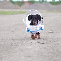 Dogs Wearing Halloween Costumes by Halloween | GIPHY