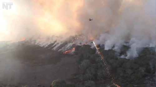 Forest Fire News GIF by NowThis - Find & Share on GIPHY