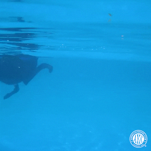 2024 AKC Diving Dogs Challenge by American Kennel Club | GIPHY