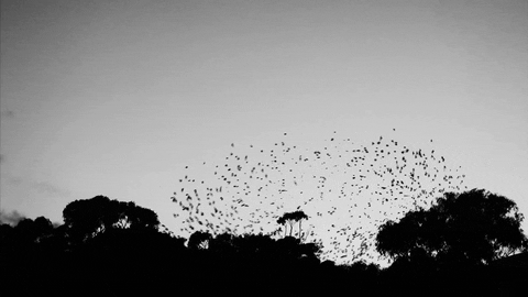 Flock Of Birds GIFs - Get the best GIF on GIPHY