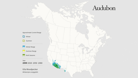 Gila Woodpecker GIFs - Get the best GIF on GIPHY