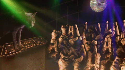 Meow Mix Demo GIFs on GIPHY - Be Animated