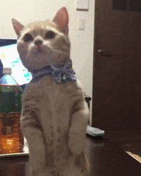 Cat Standing Meme GIFs - Find & Share on GIPHY