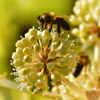Bees Pollinate Flowers Animation Clipart