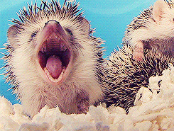 animals yawning | Tag | PrimoGIF