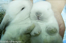 Rabbit gifs - Find & Share on GIPHY