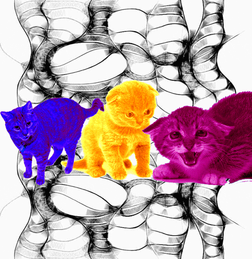 Party Cat GIFs - Find & Share on GIPHY