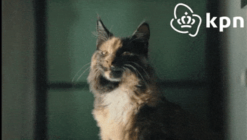 Vibing Cat GIFs - Find & Share on GIPHY