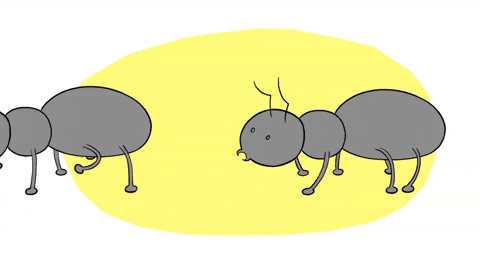 Worker Ants GIFs - Get the best GIF on GIPHY