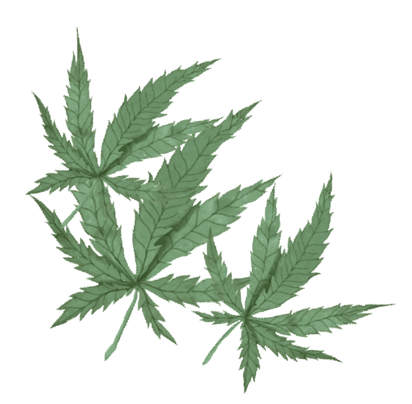 Cannabis Stores GIFs on GIPHY - Be Animated