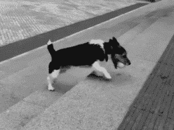 New trending GIF tagged animals dogs catch via… | Trending Gifs