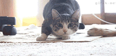 Animal Wiggle Gif