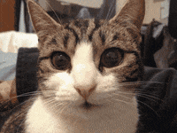 Funny Cat Gif Scared