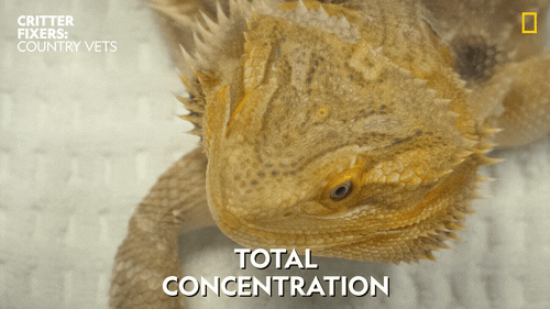 Wild Lizard GIFs - Get the best GIF on GIPHY