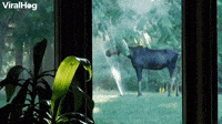 The-sprinkler GIFs - Get the best GIF on GIPHY