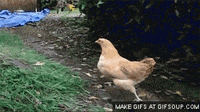 Running Chicken Gif
