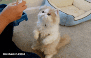 Cat Eating GIFs - Find & Share on GIPHY