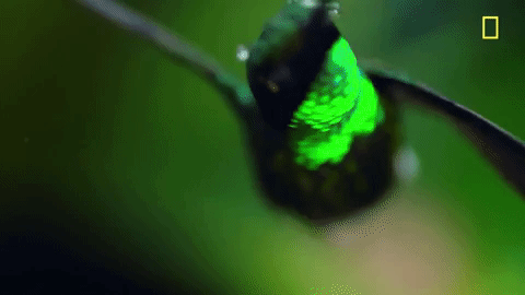 Hostile Planet: Jungle by National Geographic TV | GIPHY