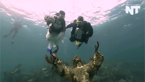 Scuba-cat-prepares-for-underwater-adventures GIFs - Get the best GIF on ...