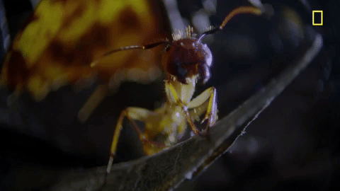 Hostile Planet: Jungle by National Geographic TV | GIPHY
