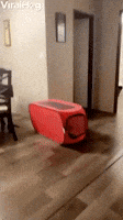 Contained-excitement GIFs - Get the best GIF on GIPHY