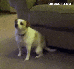 Dog Twerk GIFs - Get the best GIF on GIPHY