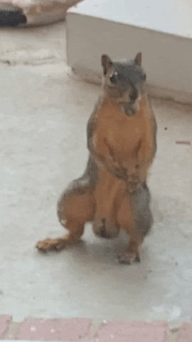 Nutsack GIFs - Get the best GIF on GIPHY