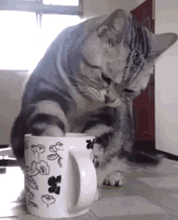 Cat Coffee GIFs - Find & Share on GIPHY