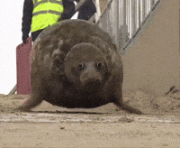 Sea Lion Clapping Gif